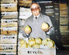 Deveci Armudu - agaclar.net